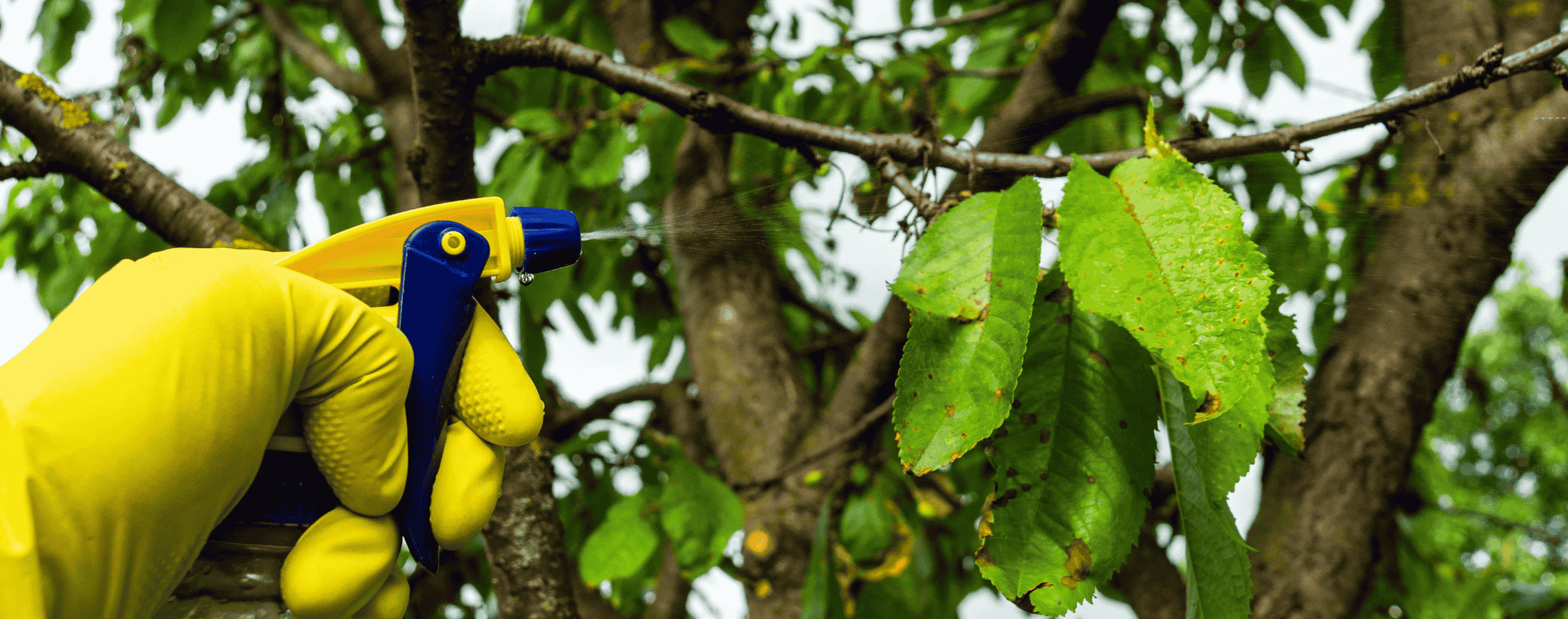 Hommlie b2b | Corporate Pest Management & Industrial Hygiene Solutions